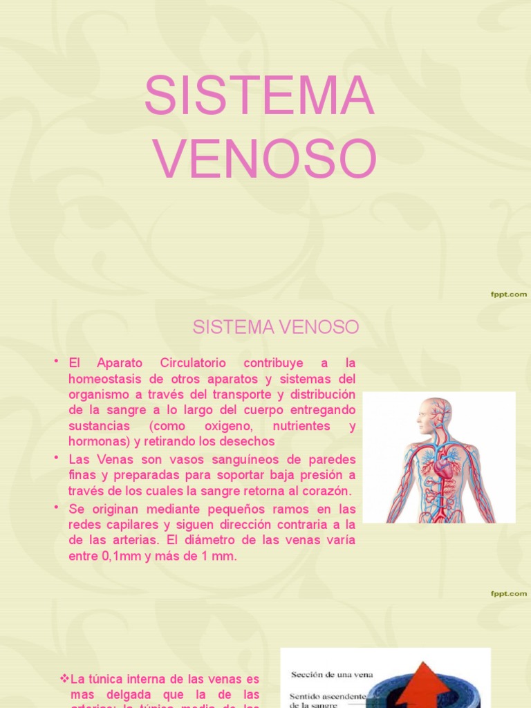 Estructura y Función del Sistema Venoso | PDF | Vena | Artería