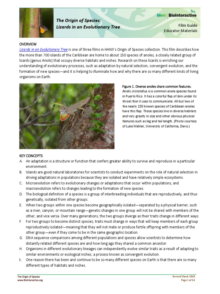 Lizards Evolution Lab | PDF | Evolution | Species