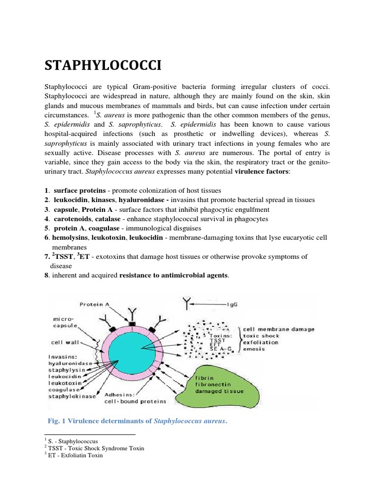 Staphylococci PDF | Download Free PDF | Staphylococcus | Staphylococcus Aureus