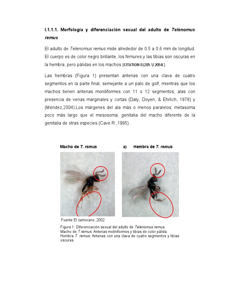 Morfología y Diferenciación Sexual Del Adulto de Telenomus Remus | PDF