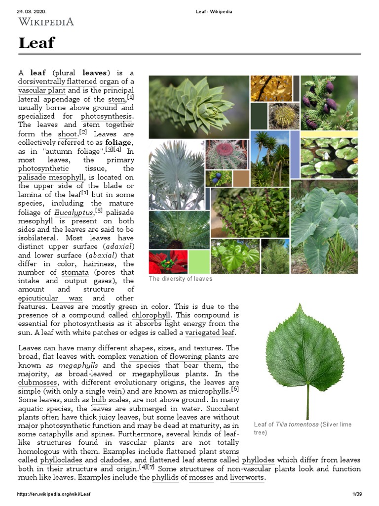 Leaf | PDF | Leaf | Stoma