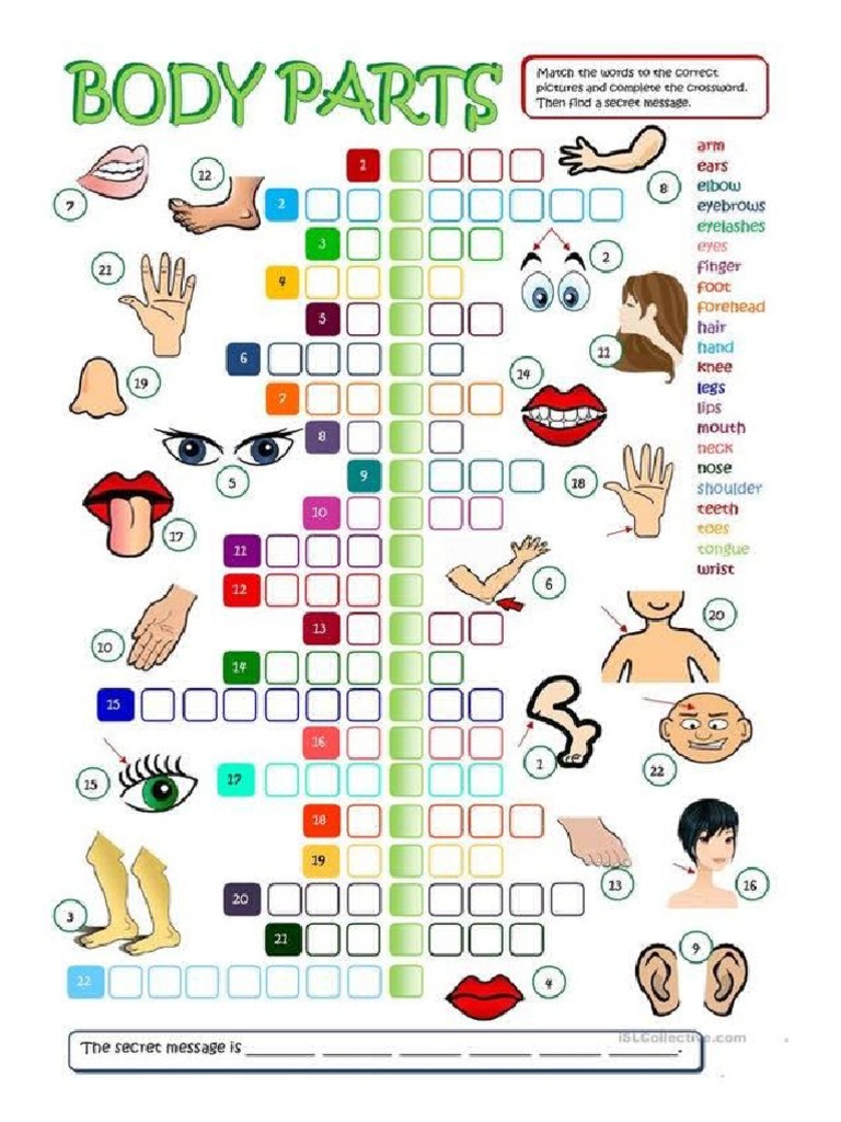Body Parts Crossword Puzzle | PDF