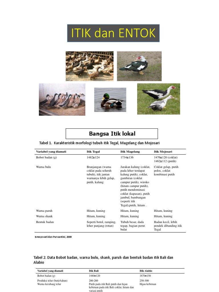 Karakteristik Morfologi Tiga Jenis Itik Lokal di Indonesia | PDF
