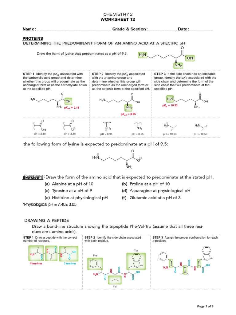 Worksheet 12 Proteins PDF | PDF | Amino Acid | Protein Structure