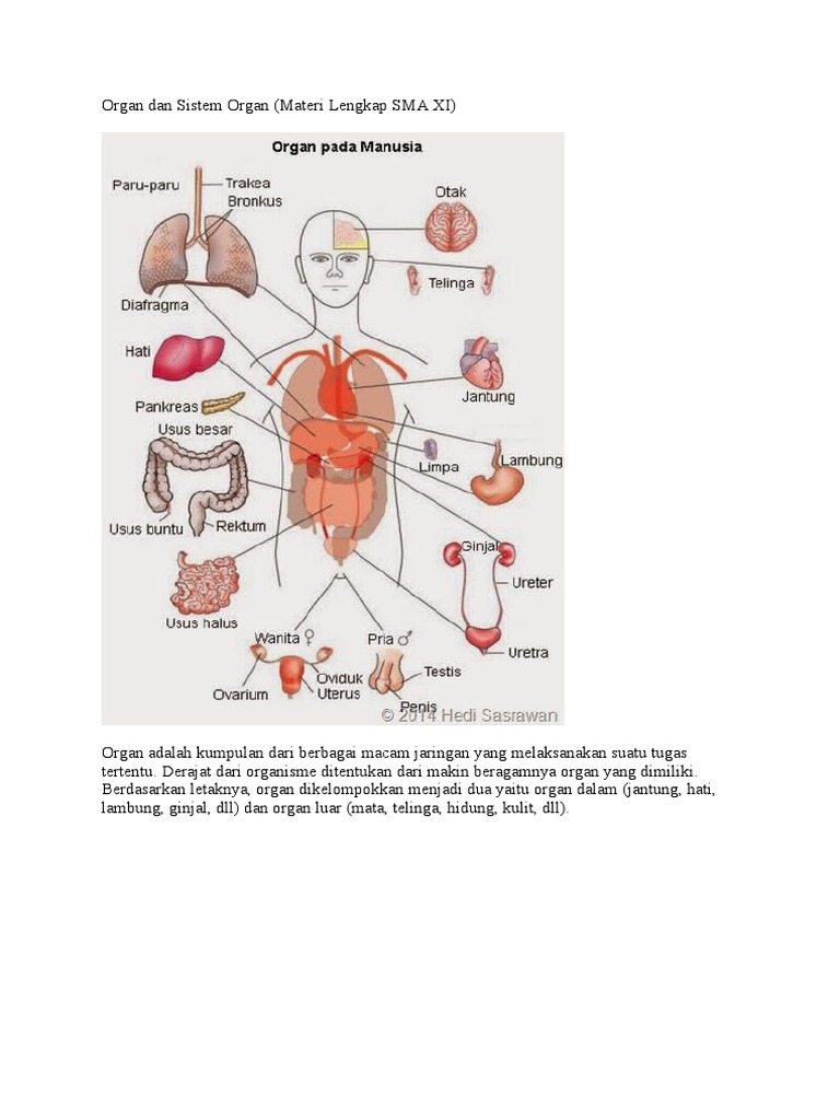 Organ Dan Sistem Organ | PDF