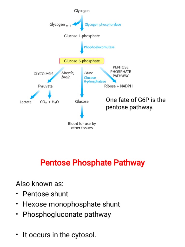 HMP Pathway PDF | PDF | Glycolysis | Metabolic Pathway