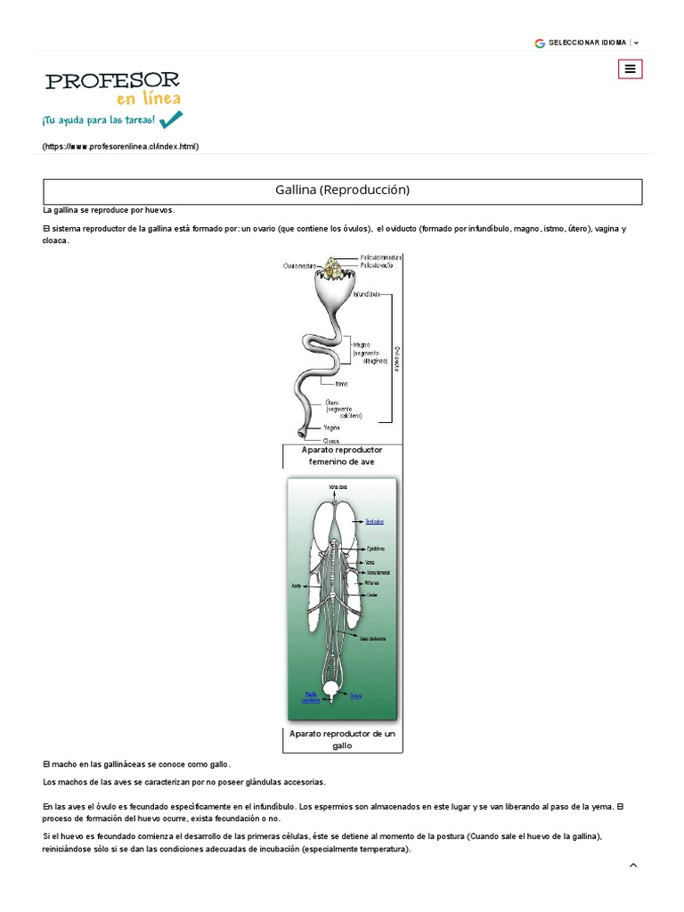 Reproducción de La Gallina | PDF | Huevo | Pollo