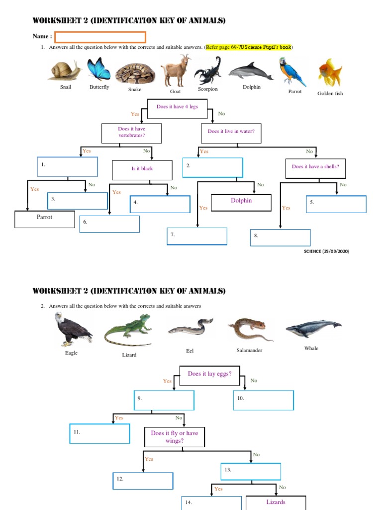 Identification Key Worksheet 2 | PDF | Organisms | Nature