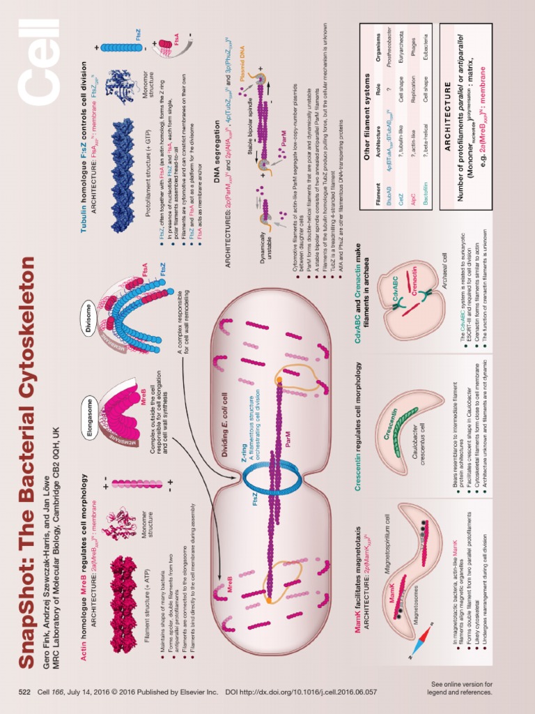 The Bacterial Cytoskeleton 1 | PDF | Cytoskeleton | Dna