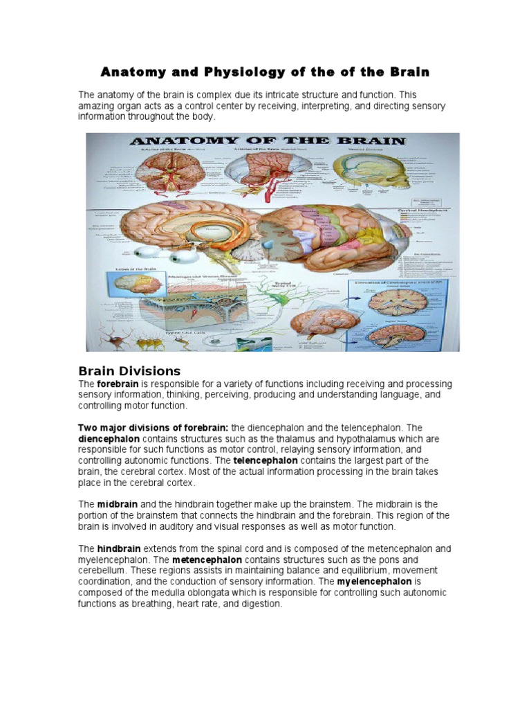 Brain Anatomy and Function Overview | PDF | Cerebrum | Brainstem
