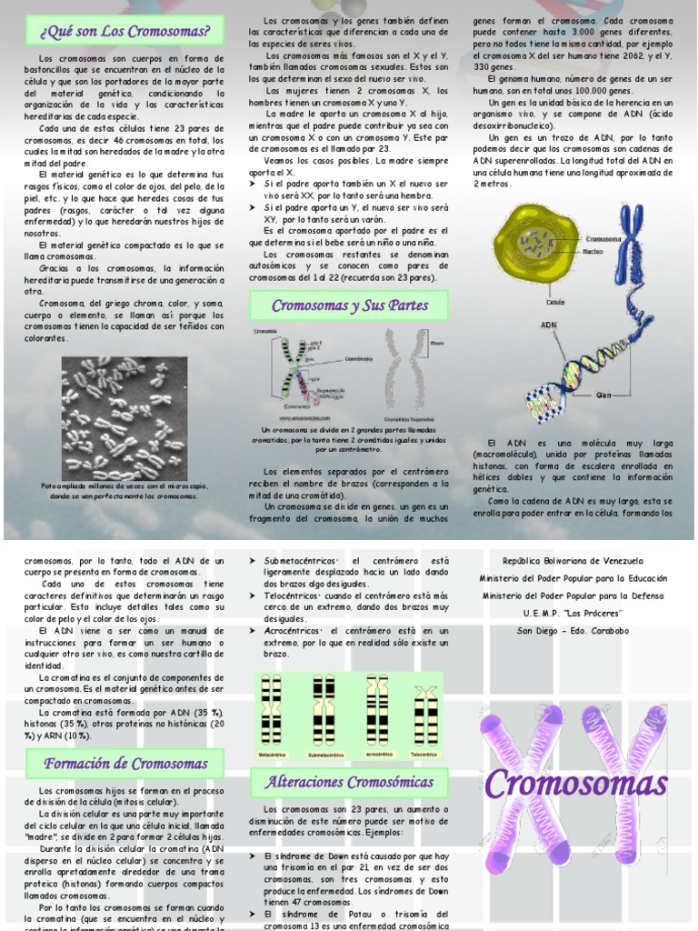 Triptico Cromosomas | PDF | Cromosoma | Gene