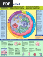 Specialised Animal Cells - Living Organisms - KS3 Biology - BBC ...