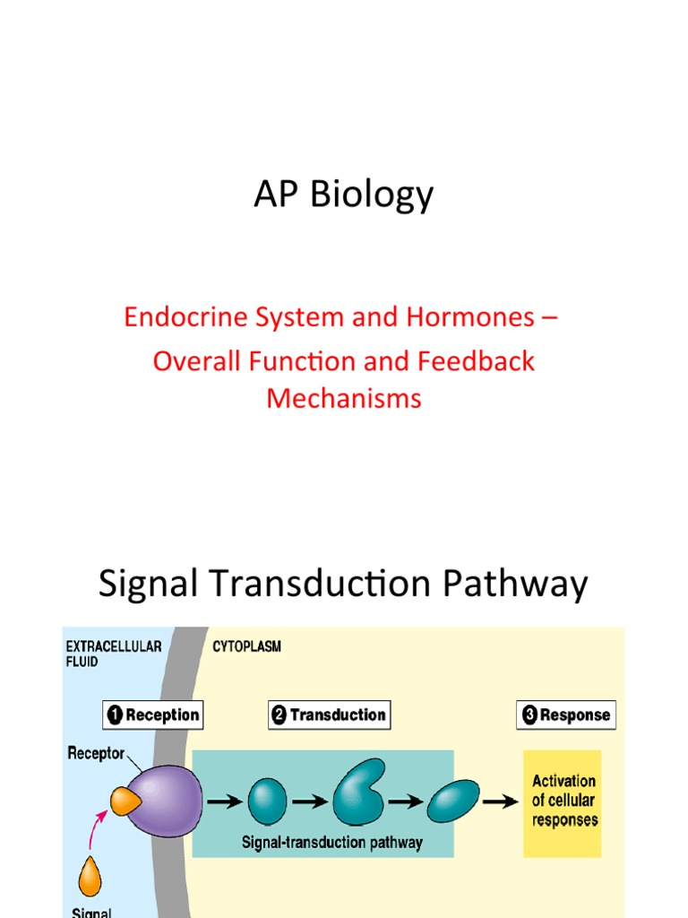 AP Biology Endocrine Systems-0 | PDF | Hormone | Endocrine System