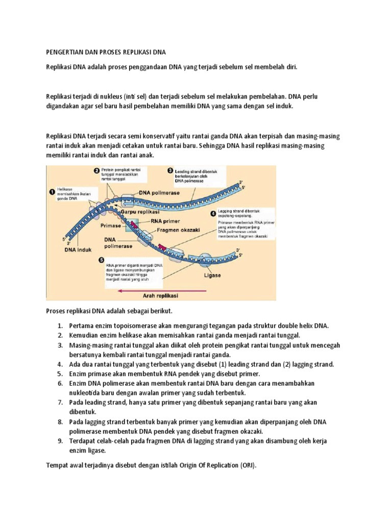 Pengertian Dan Proses Replikasi Dna | PDF