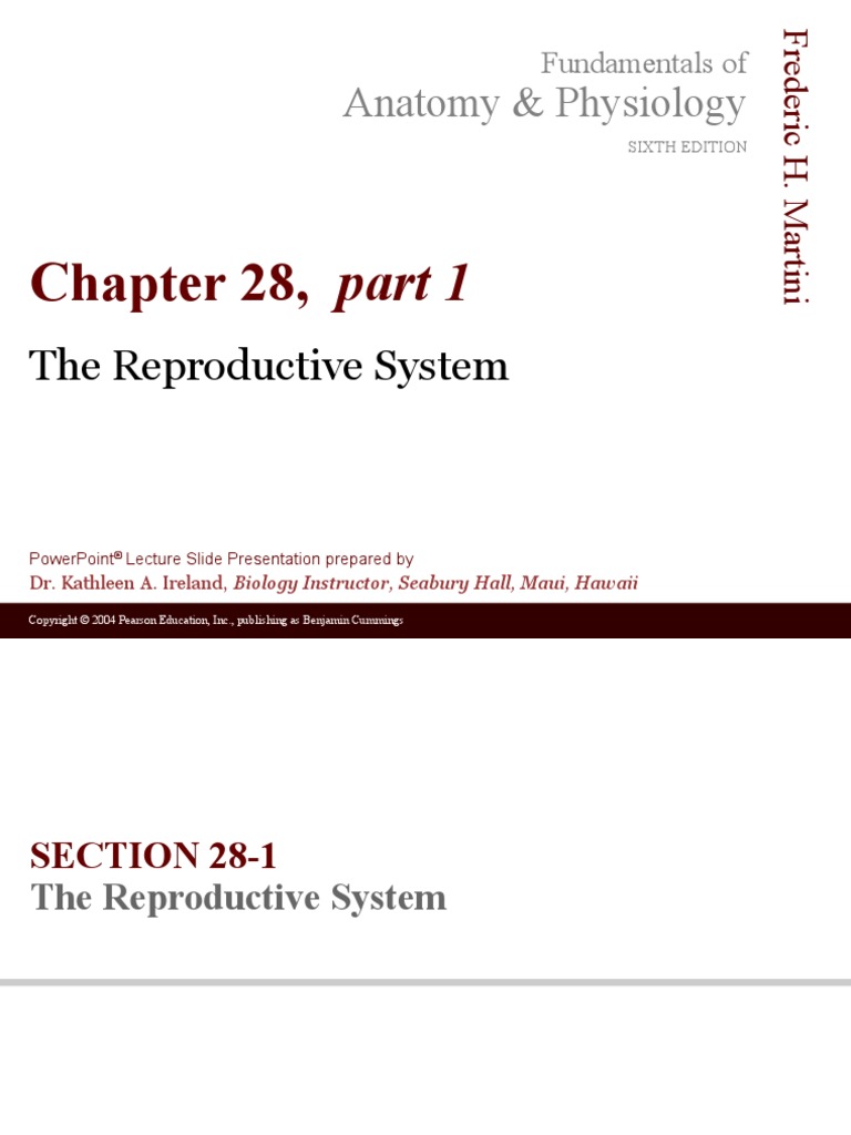 28-01 - The Reproductive System | PDF | Reproductive System | Reproduction