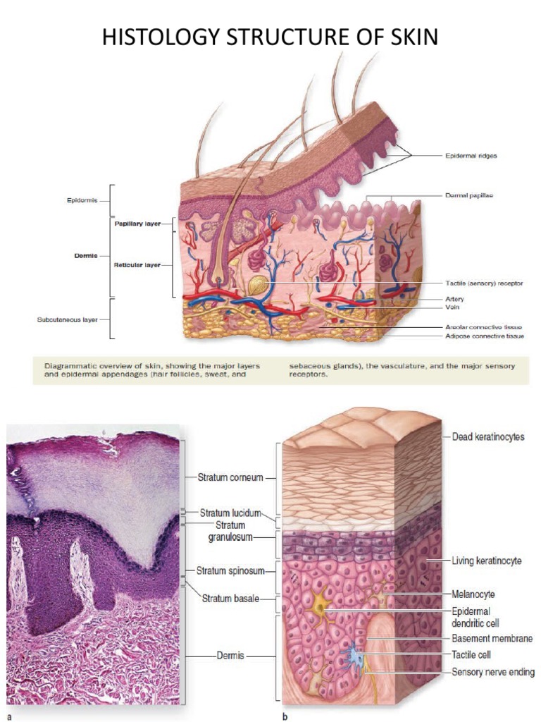 Histology Structure of Skin | PDF