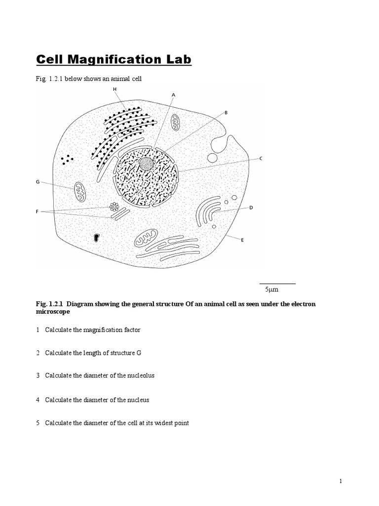 Cell Magnification Lab Calculations | PDF | Cell (Biology) | Cell Biology