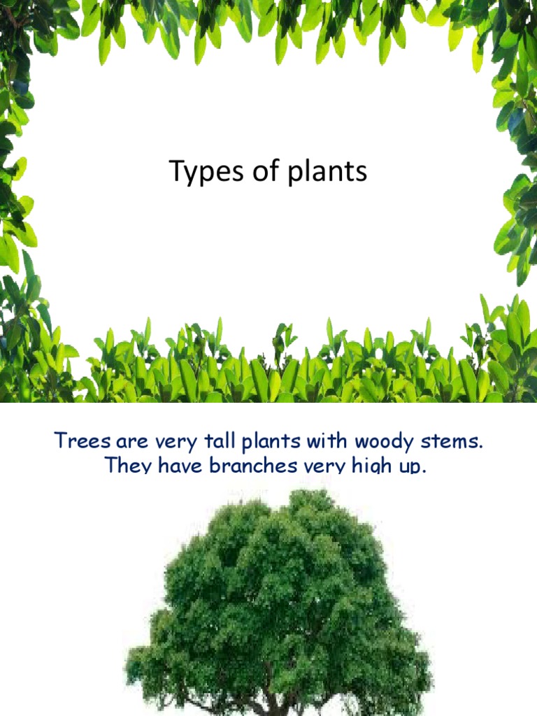 Types of Plants for Kids | PDF | Home & Garden | Science & Mathematics