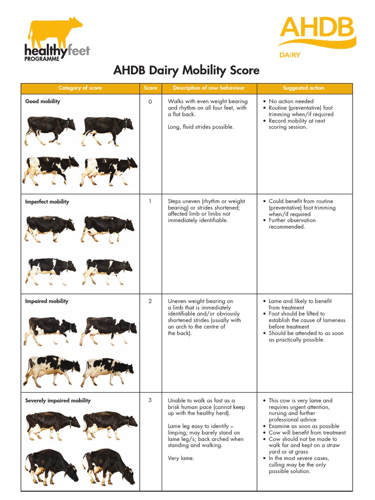 Ahdb Dairy Mobility Score Score Sheet 2 | PDF | Dairy Cattle | Cattle