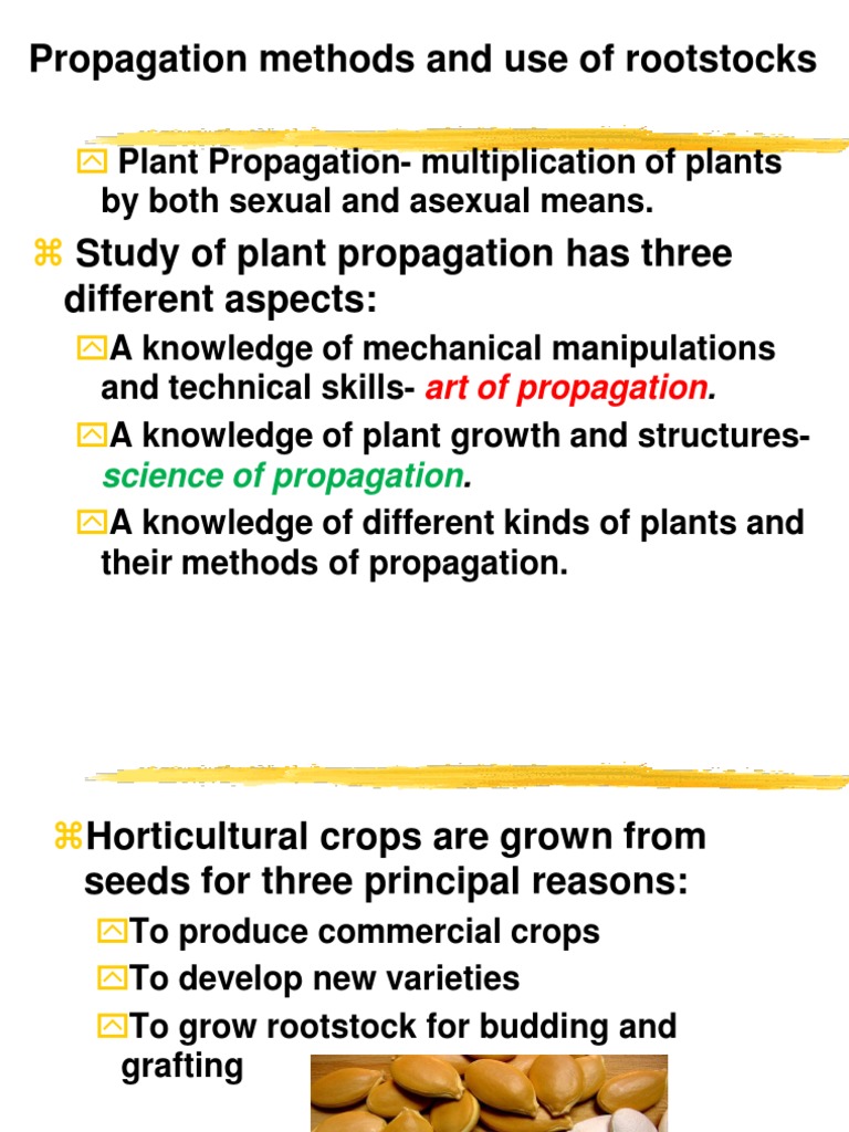 Propagation Methods and Rootstocks | PDF | Grafting | Botany
