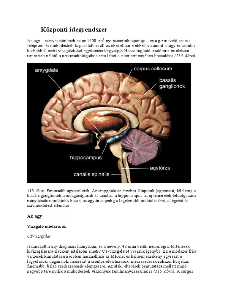 Központi Idegrendszer | PDF