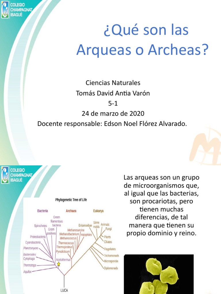 Características del Reino Arquea | PDF | Archaea | Procariota