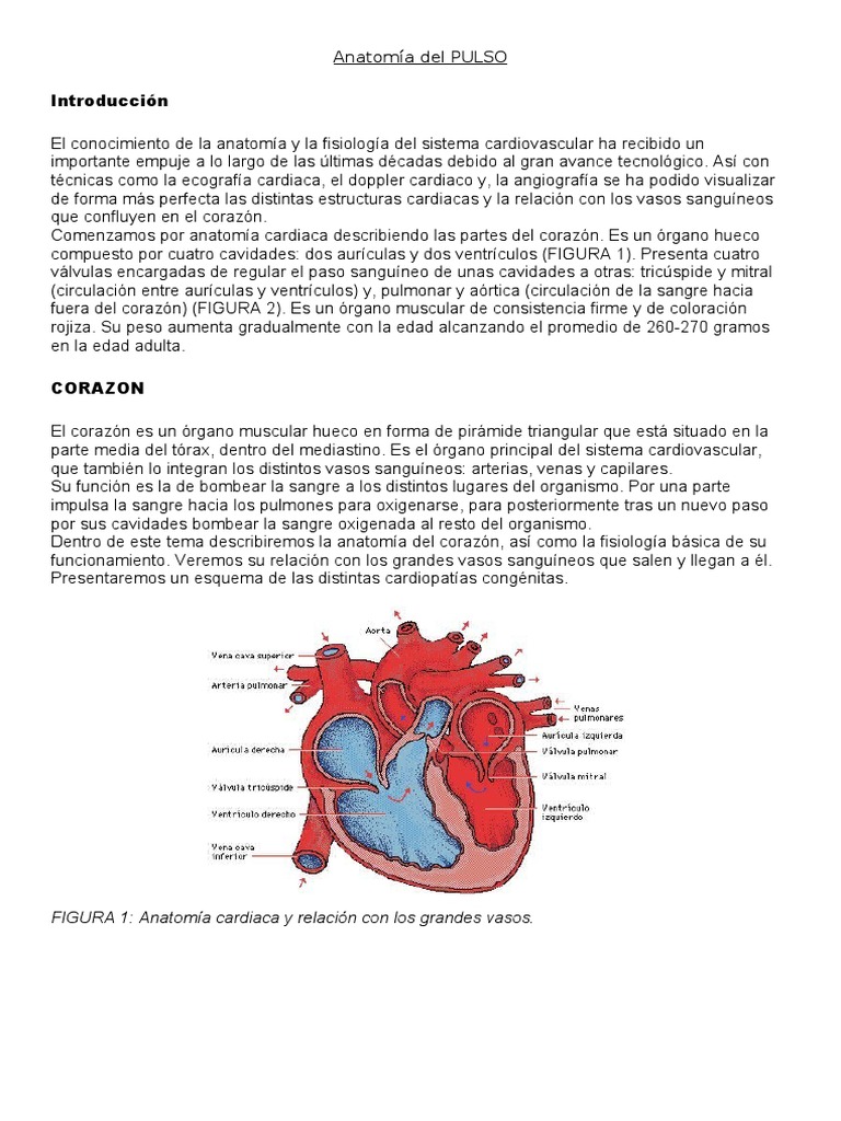 Anatomía Del PULSO | PDF | Corazón | Sistema circulatorio