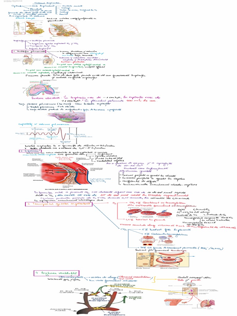 Sistemul Respirator | PDF