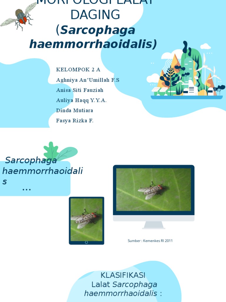 Morfologi Lalat Daging Kel 2 | PDF