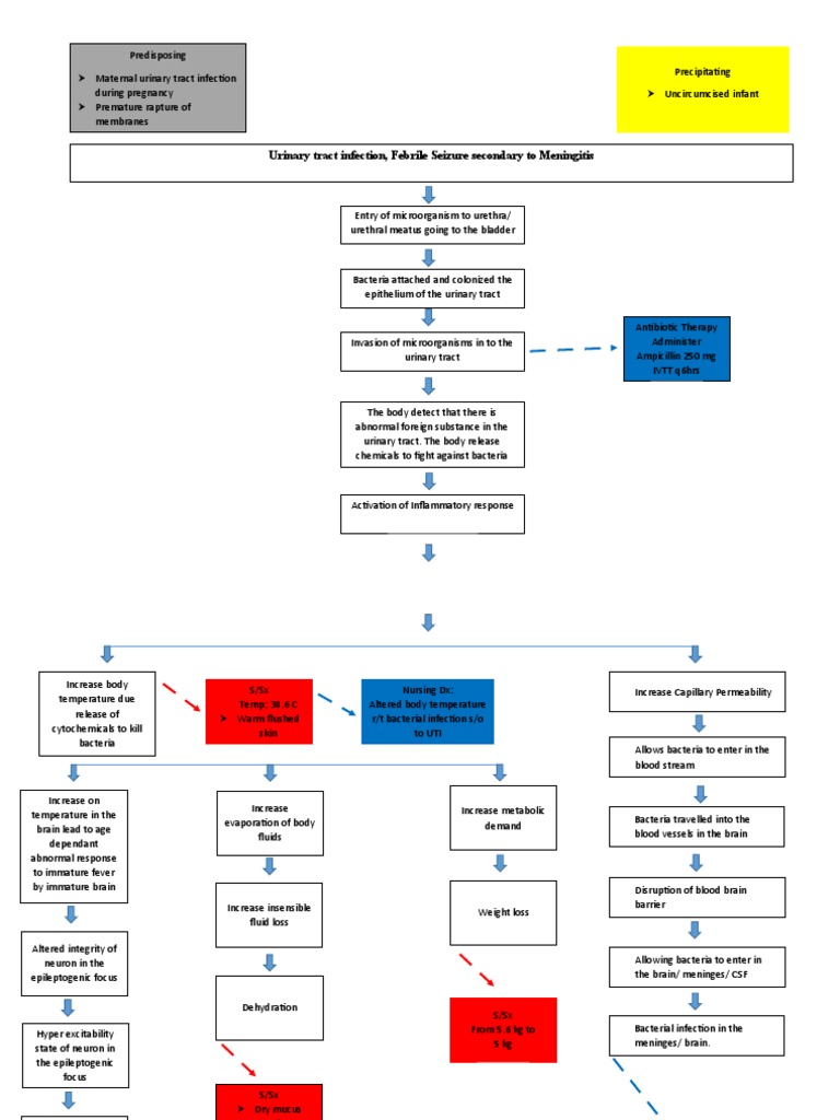 Concept Map Final | PDF | Urinary Tract Infection | Urinary System