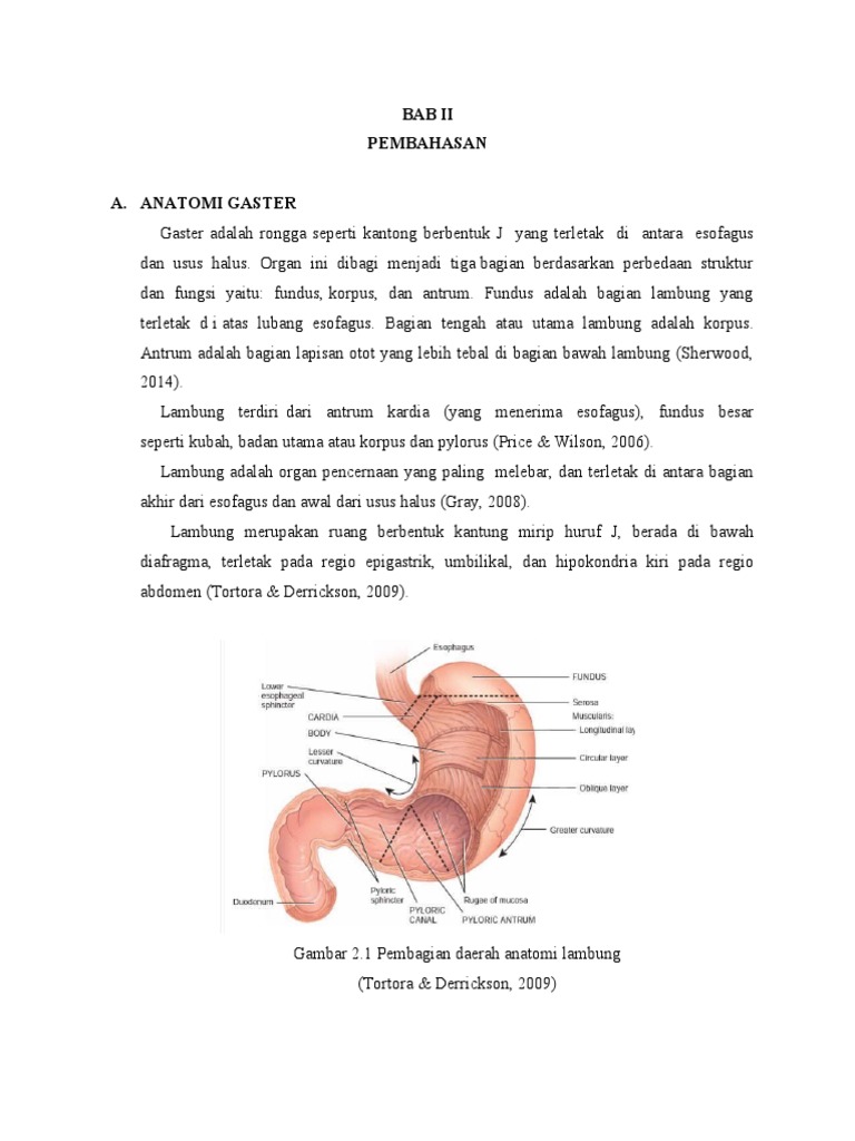 PENGANTAR ANATOMI DAN FISIOLOGI LAMBUNG | PDF