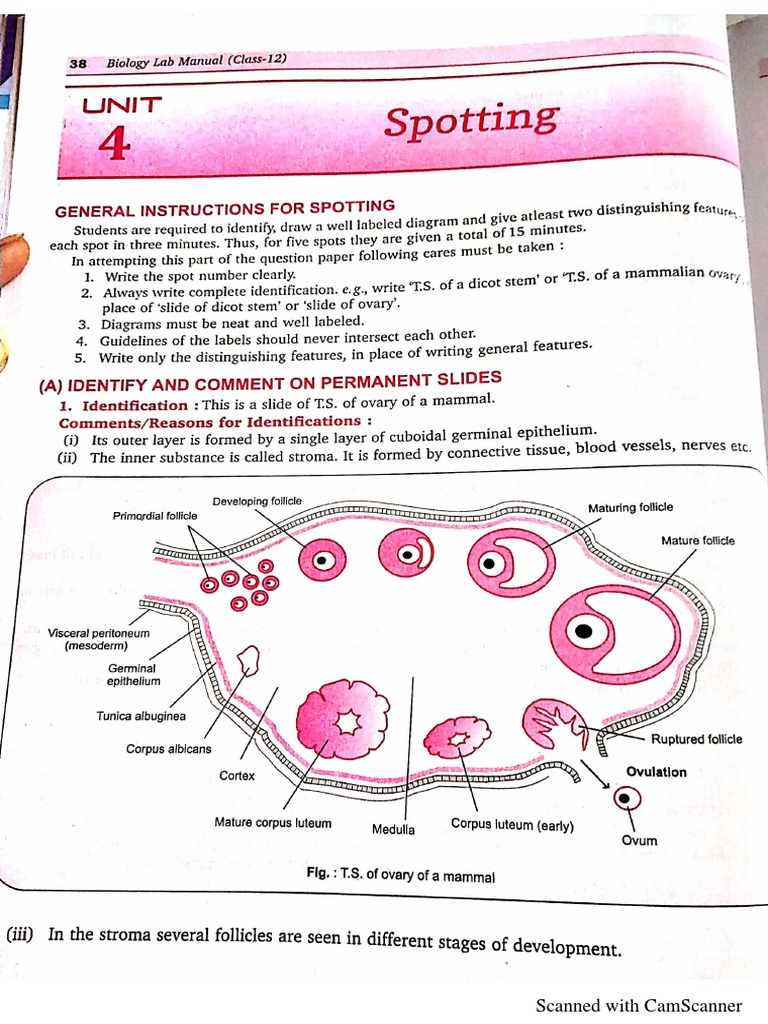 Biology Practicals For Class 12 - SPOTTING Most Important | PDF