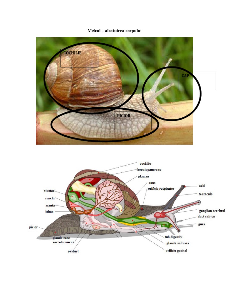 fisa melcul de livada.doc