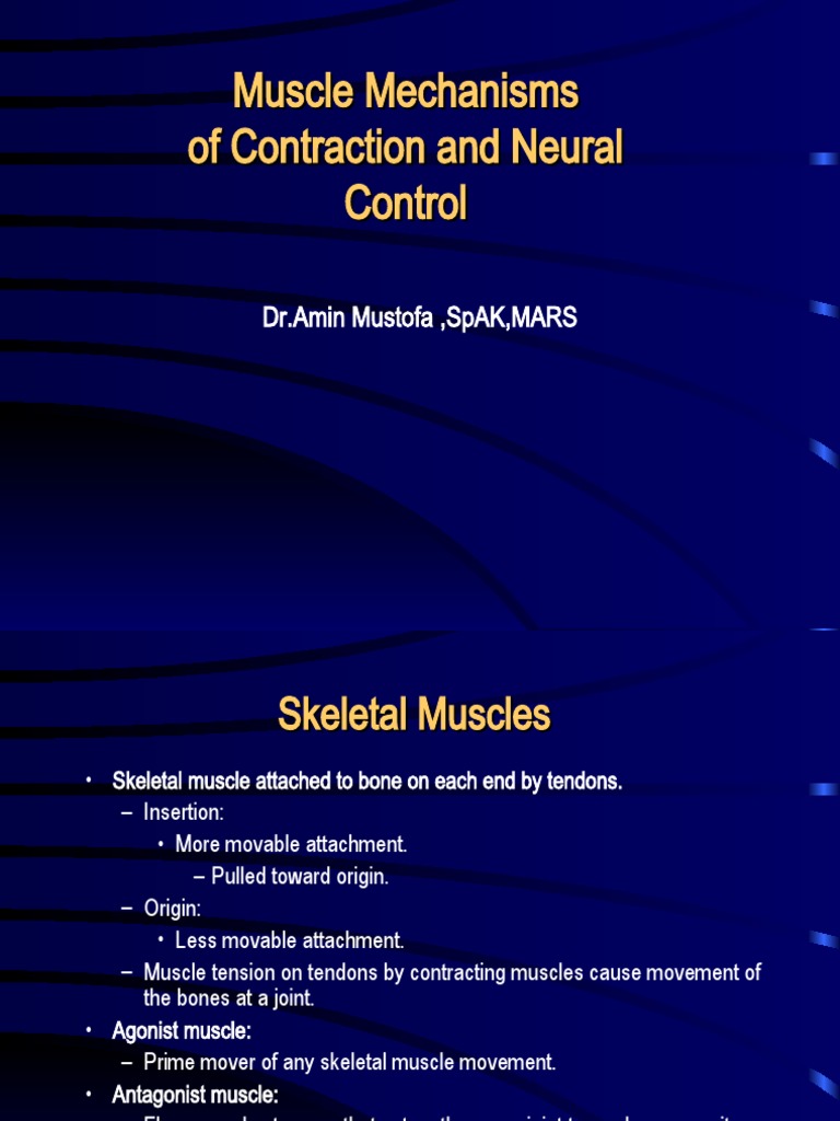 Muscle Contraction Mechanism | PDF | Muscle Contraction | Myocyte