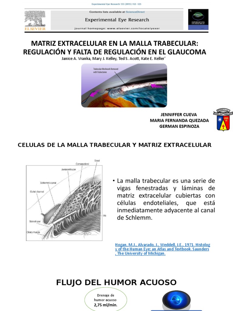 Malla Trabecular Presentacion | PDF | Glaucoma | Mutación