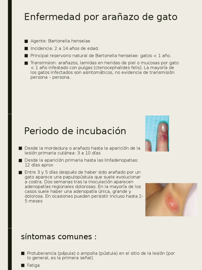 Arañazo de Gato | PDF