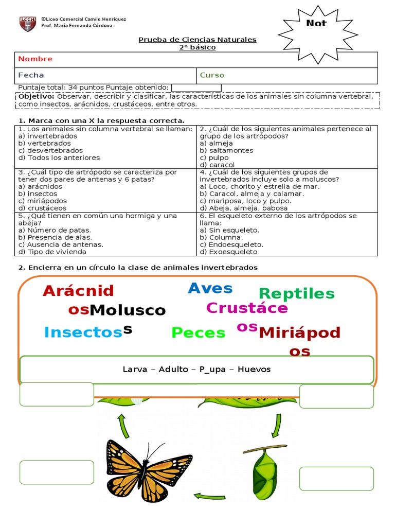 Prueba Clasificacion de Invertebrados | PDF | Invertebrado | Insectos