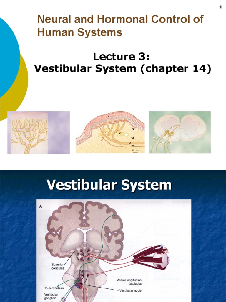 3-Vestibular System Part 1 - Students | PDF | Vestibular System ...