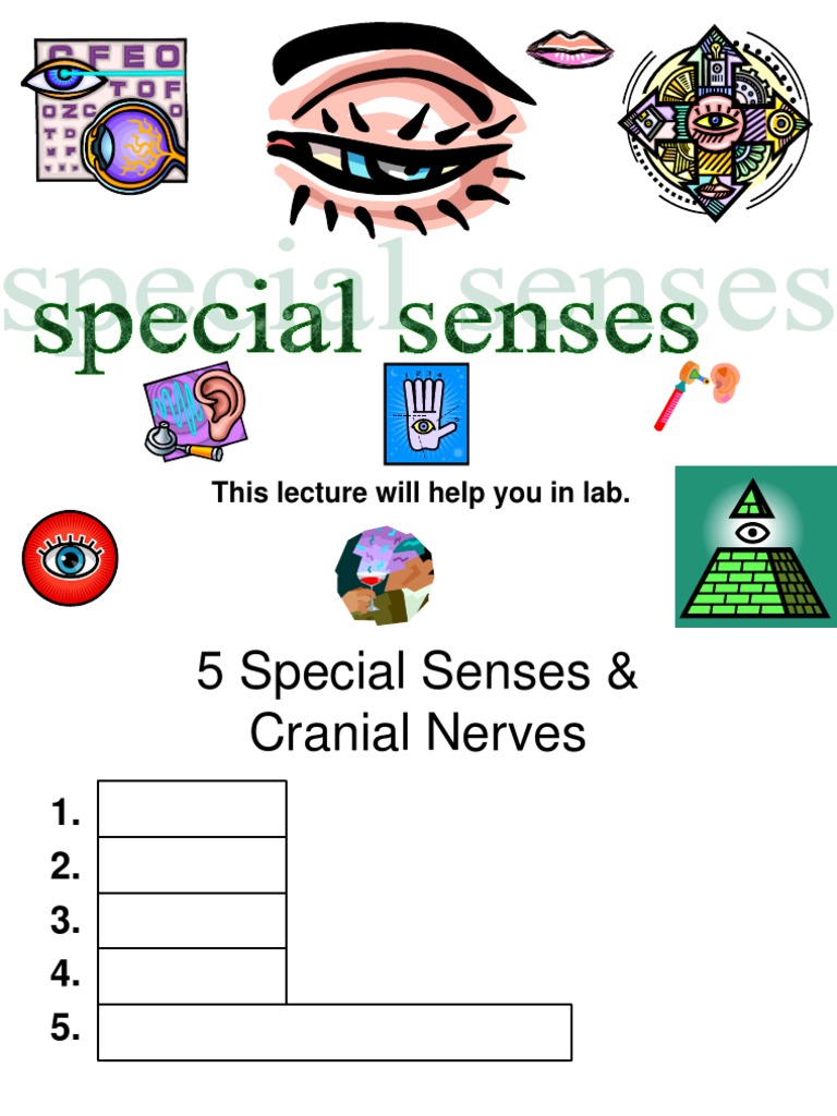 Lecture 10 Notes Online - Nerve IV Special Senses | PDF | Ear | Hearing