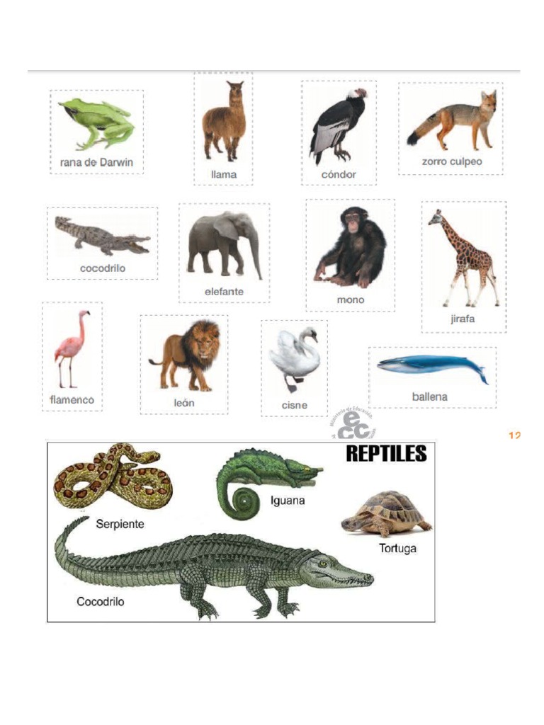 Categorizacion de Animales Pelos - Plumas - Escamas - Piel Desnuda | PDF