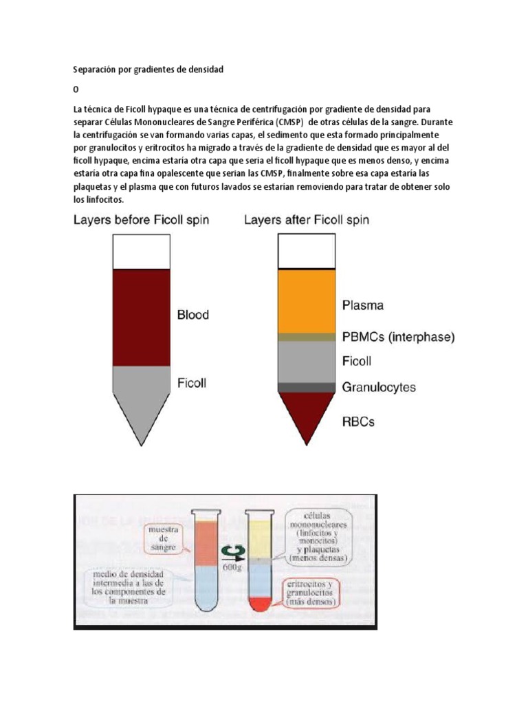 Separación de Células por Ficoll Hypaque | PDF | Rtt | Ciencias de la Salud