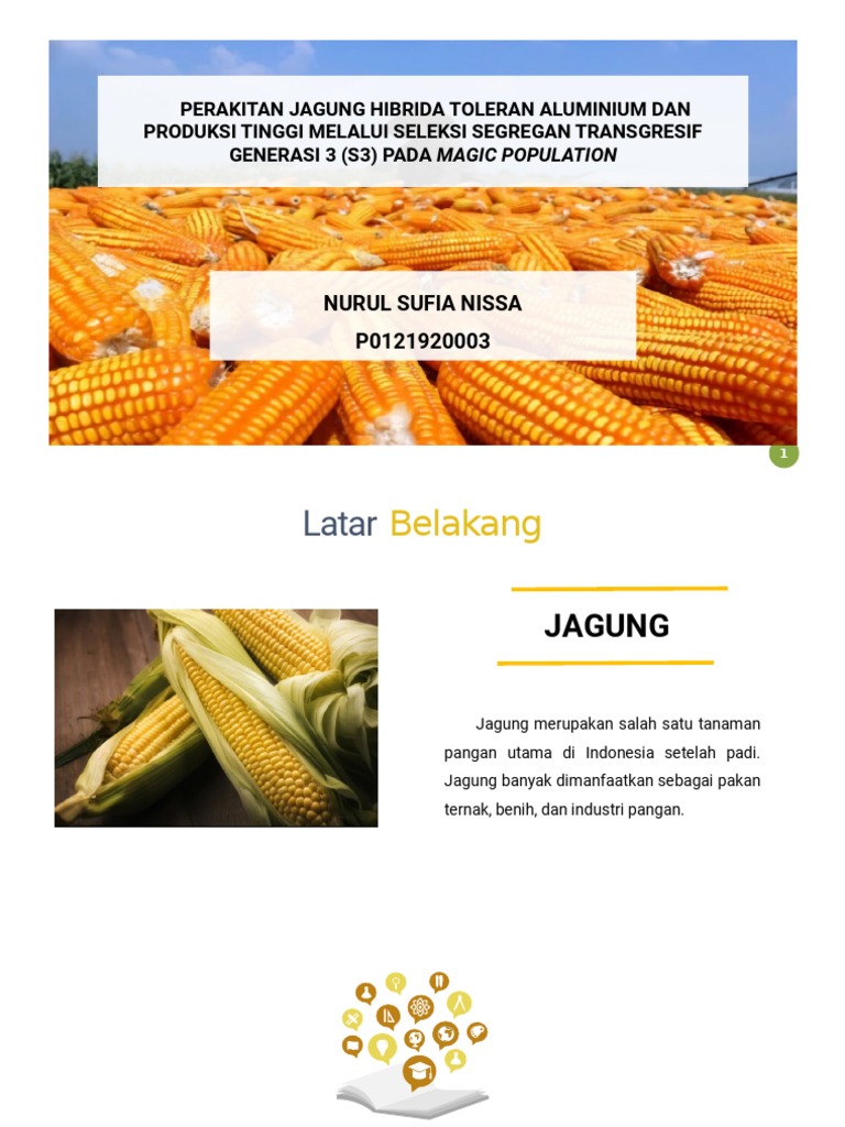 Latar Belakang Jagung Hibrida