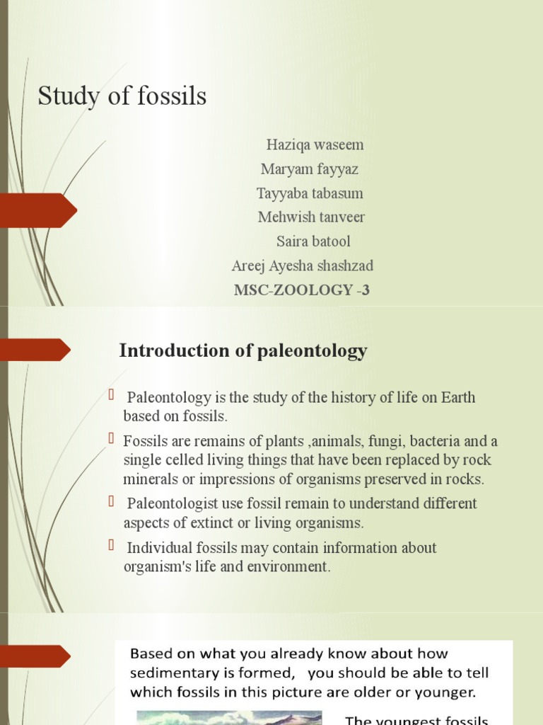 Study of Fossils | PDF | Fossil | Mummy