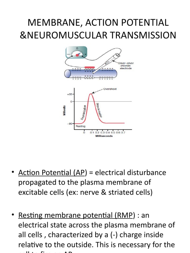 Membrane Action Potential Slides | PDF | Action Potential | Membrane ...