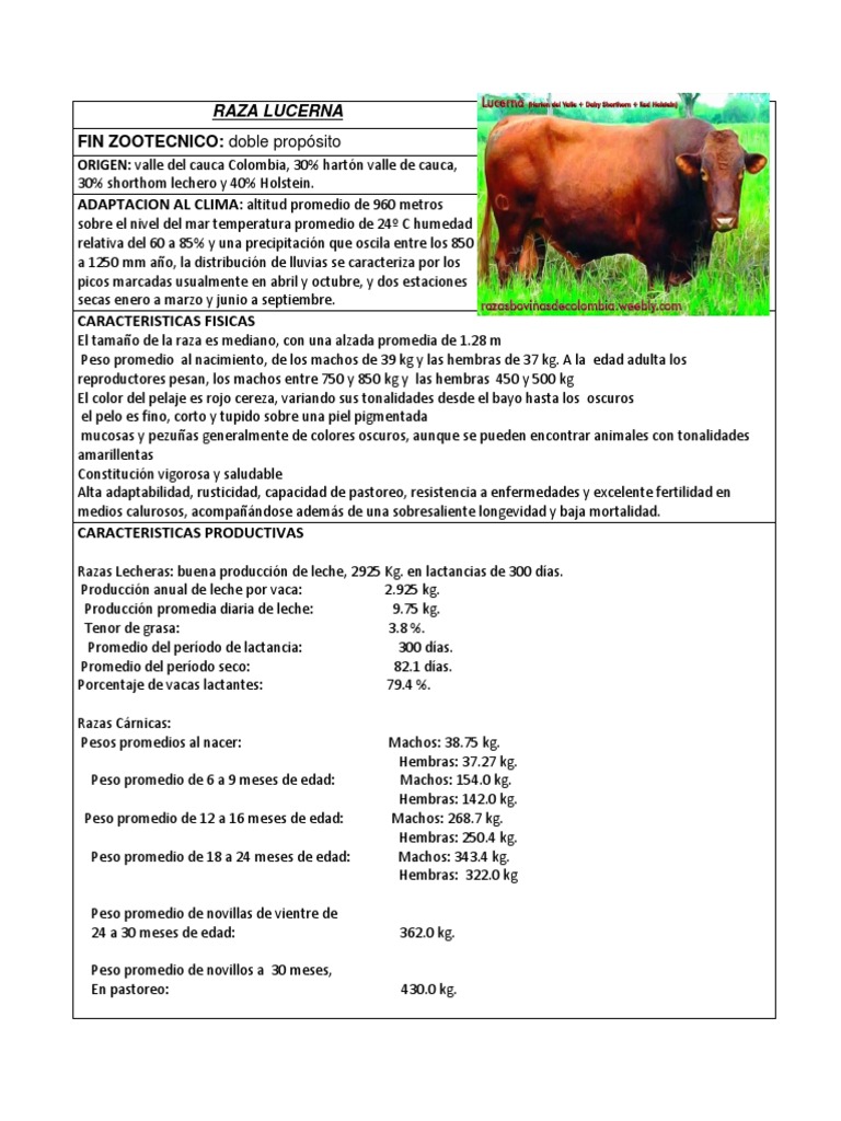 LUCERNA | PDF | Vacas | Leche