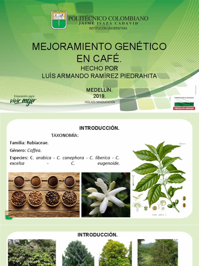 Mejoramiento Genético del Café en Colombia | PDF | Plantas Domesticadas ...
