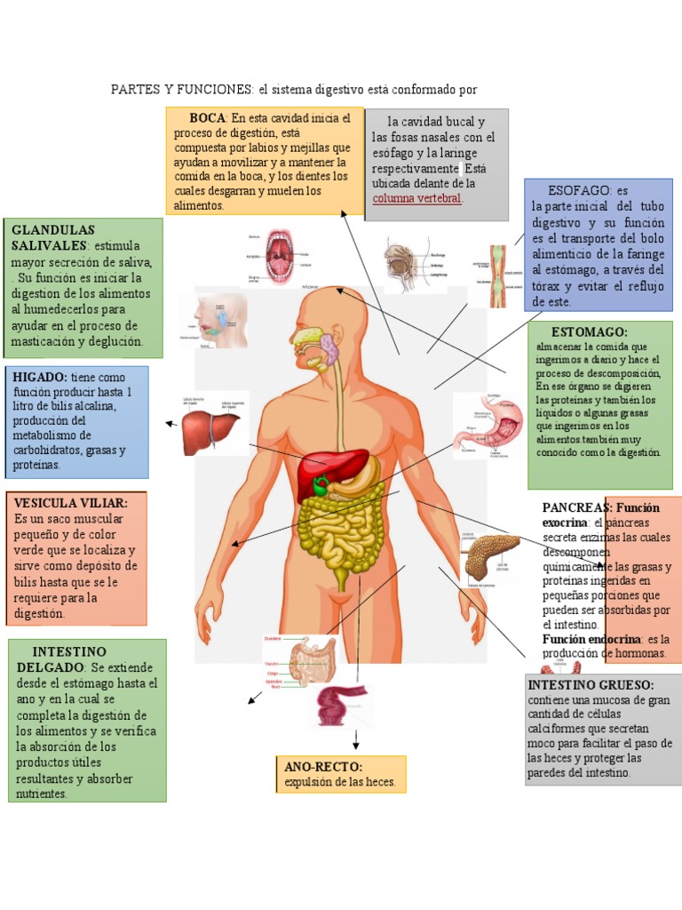 Sistema Digestivo Y Sus Partes DIBUJOS DEL CUERPO HUMANO ® Para