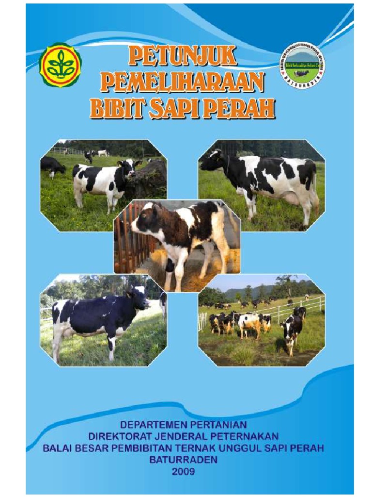 Petunjuk Pemeliharaan Sapi Perah | PDF