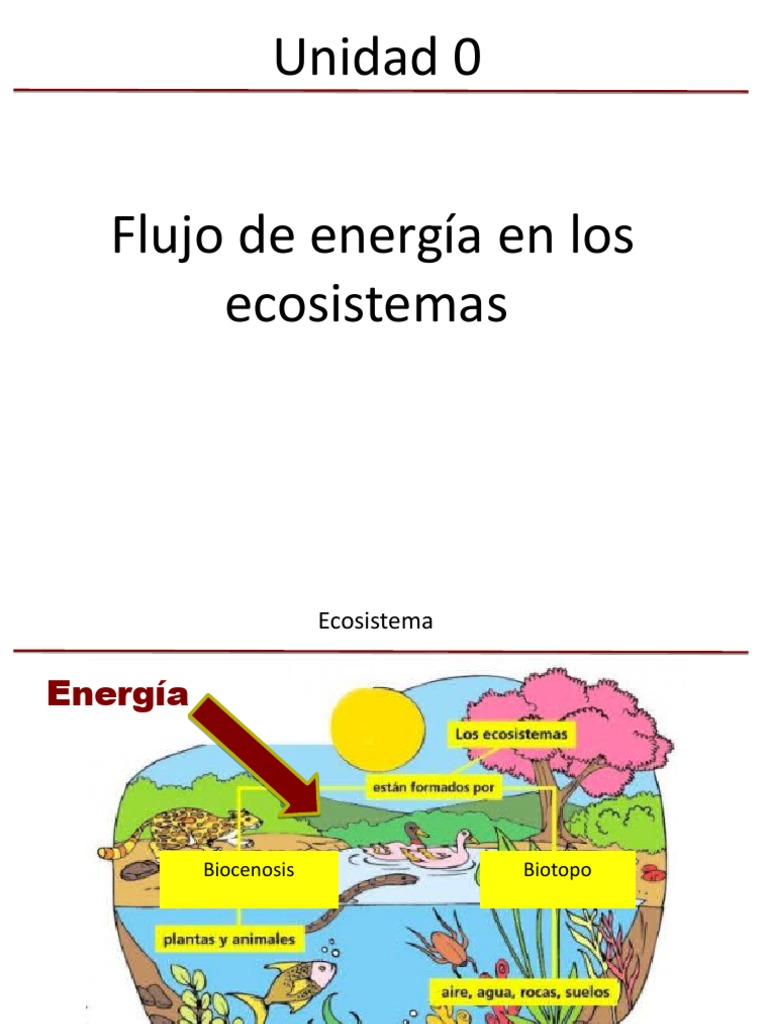 Biología 2° PPT Flujo de Energía | PDF | Ecología | Biologia de sistemas