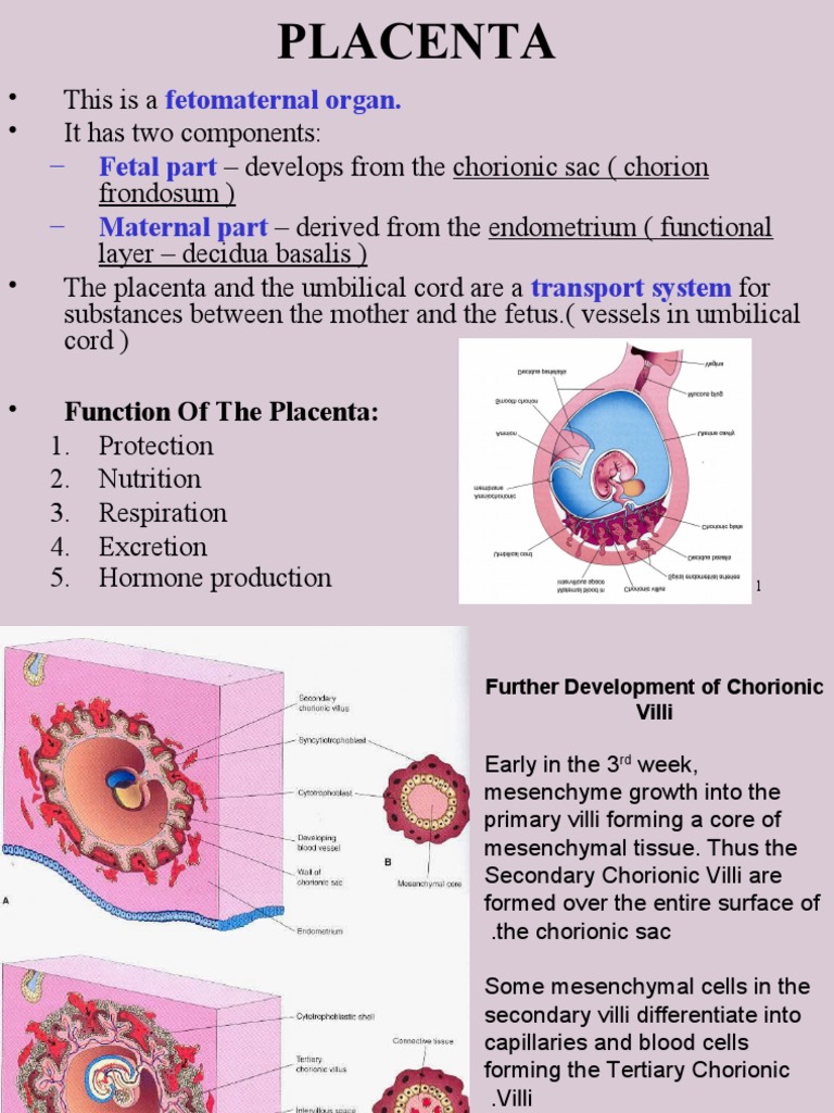 PLACENTA | PDF | Placenta | Fetus